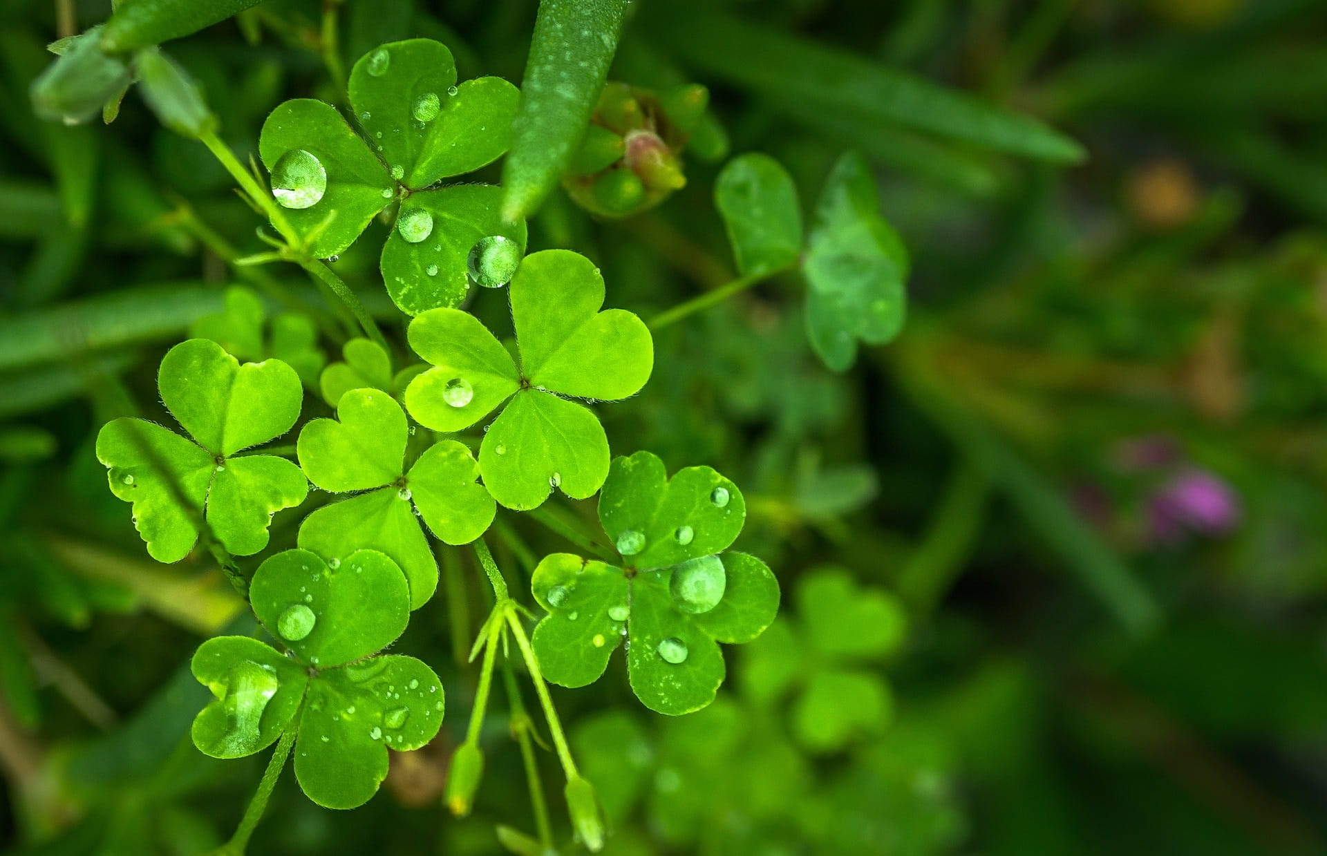 St Patrick s Day Holiday History And Meaning