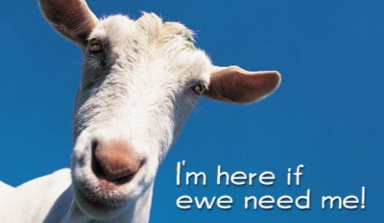 Free Here If Ewe Need Me eCard - eMail Free Personalized Animals Cards ...