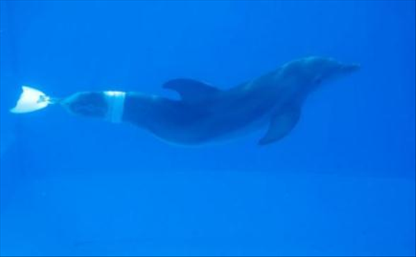 Film Set Visit: An Inspirational Dolphin Tale