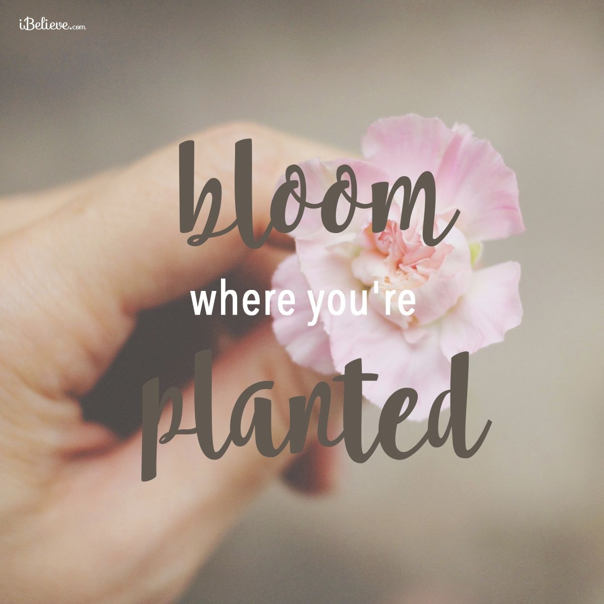 Bloom Where You're Planted - Your Daily Verse | iBelieve.com