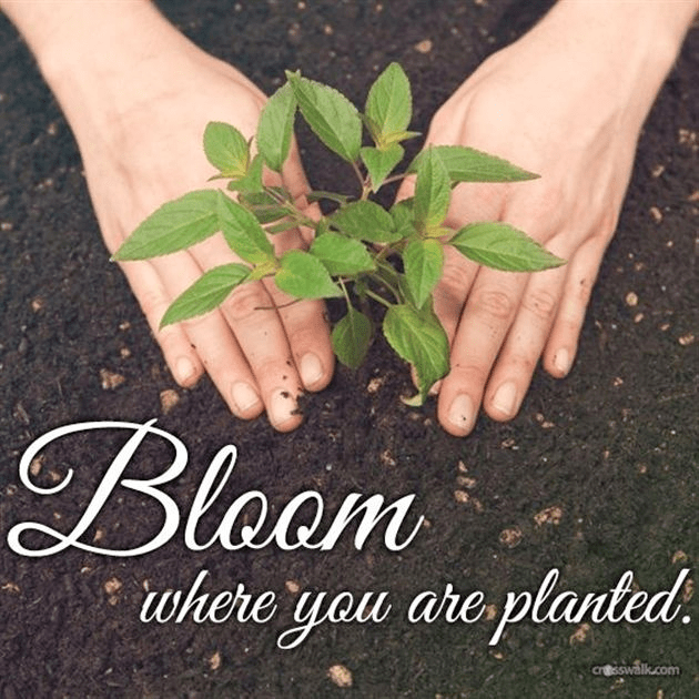 Bloom Where You're Planted - Your Daily Verse | iBelieve.com