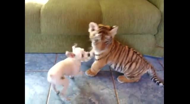 Adorable Tiger Cub Plays So Cute With Puppy - Awww! - Cute Videos