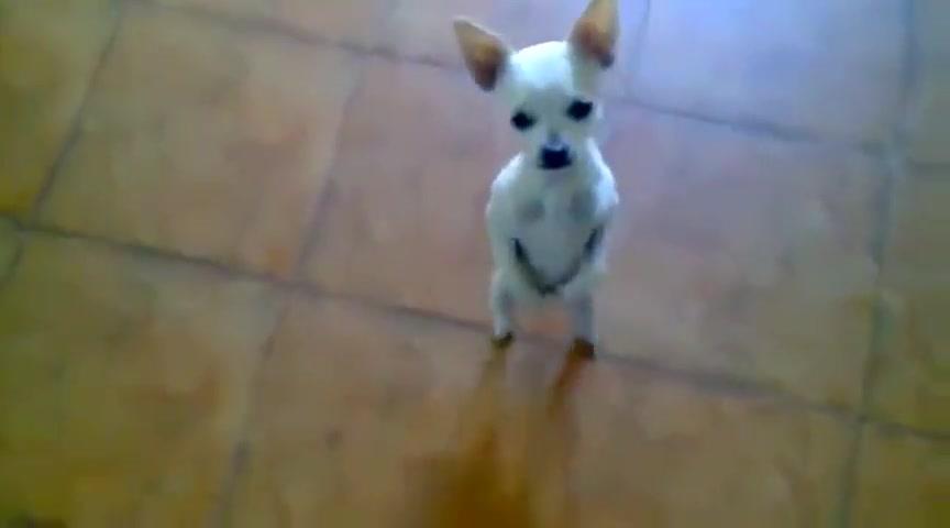 This Little Dog is SO Full of Joy He Just Has to Dance! - Cute Videos