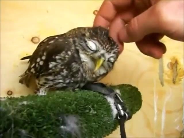 Baby Owl LOVES to be Petted--You'll Want to Reach Right Thru Your ...