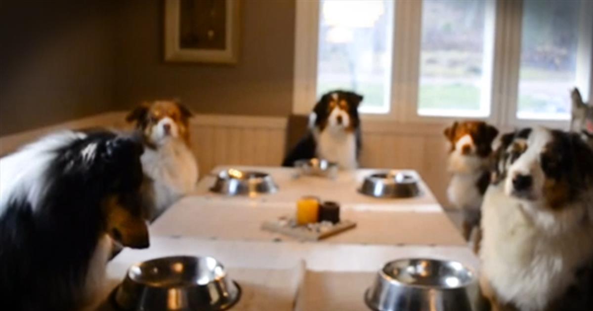 Family of Adorable Dogs Say Grace Before Eating - AMEN, Puppies - Cute ...