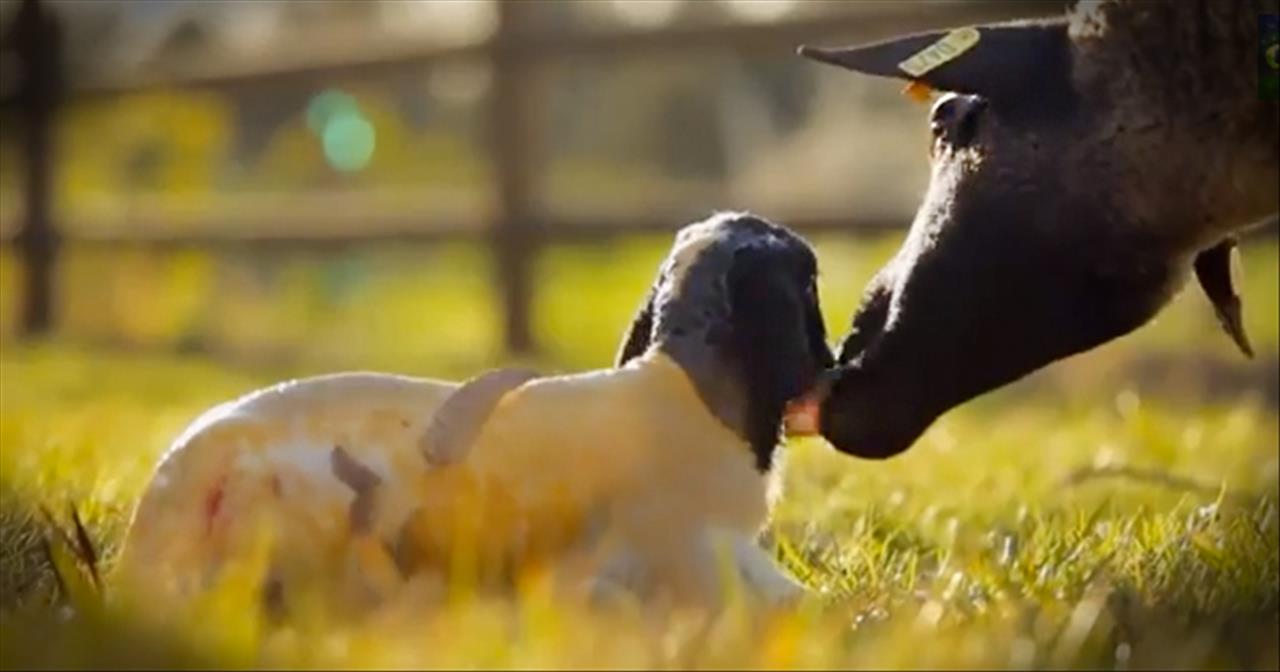 This Little Lamb Can Teach Us an Important Life Lesson