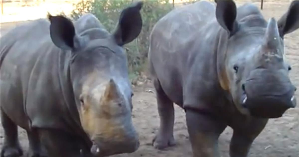 THIS is What a Rhino Sounds Like? God's Creatures are the Coolest ...