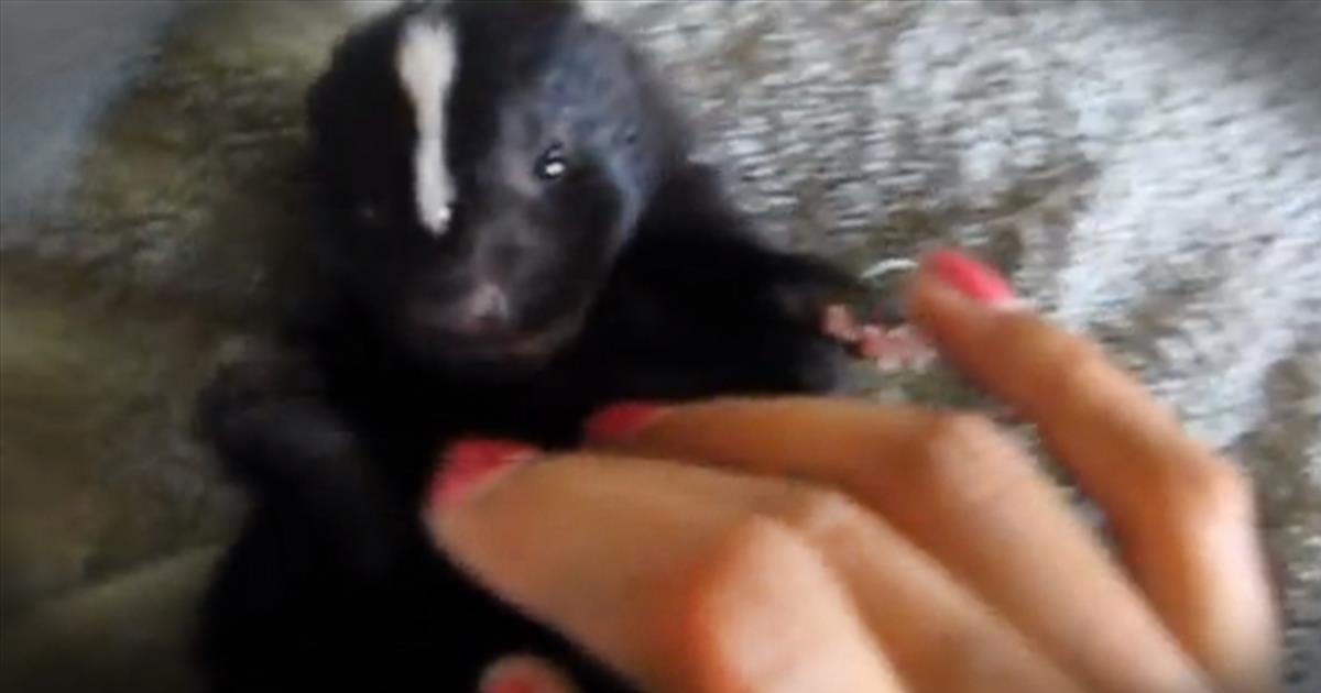 Get Ready to Fall in Love With the Cutest Little Stinker in the World ...