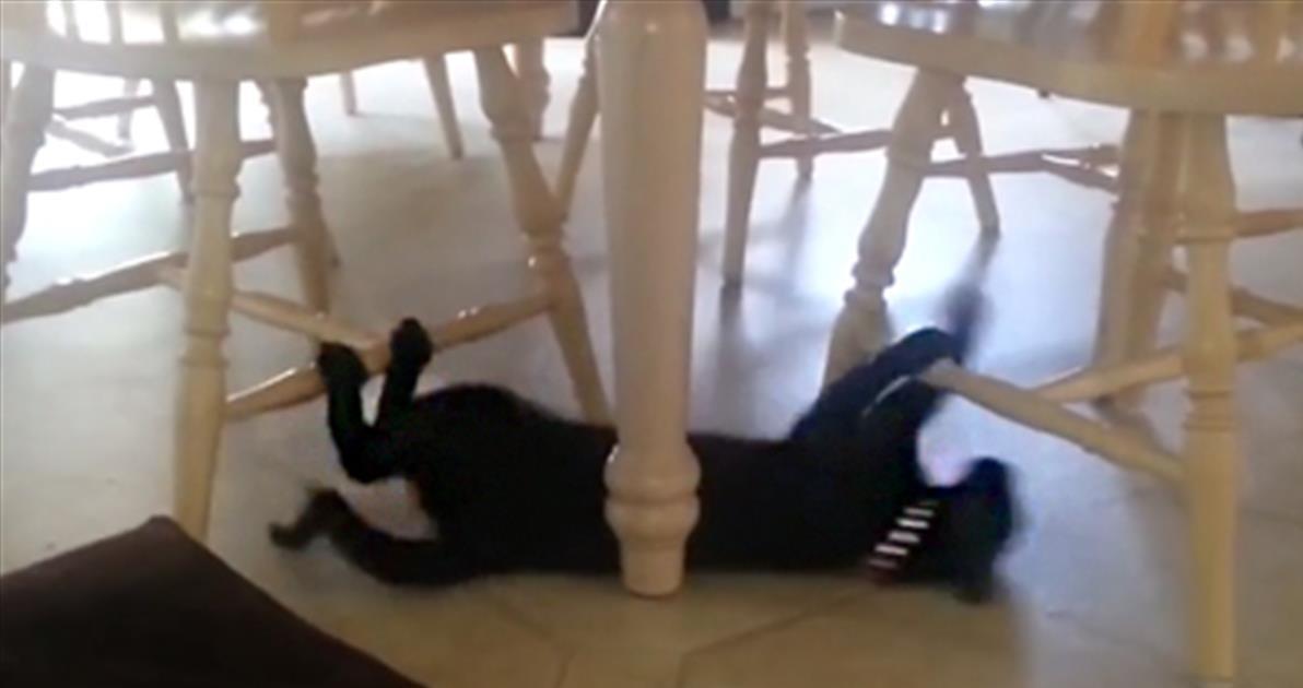 Funny Cat Uses Chairs as Monkey Bars to Slide on the Floor - Cute Videos