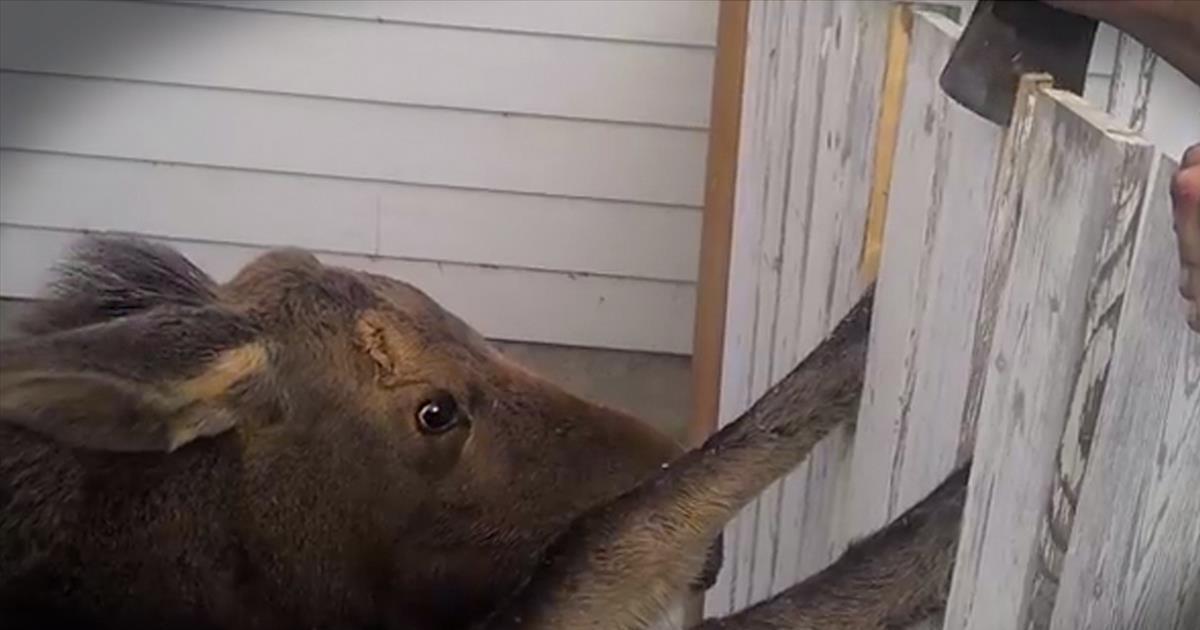 Dramatic Rescue of a Baby Moose Caught in a Fence - Inspirational Videos