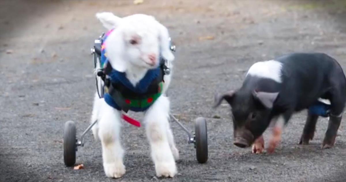Frostie The Snow Goat Takes On The Big City - So Adorable! - Cute Videos