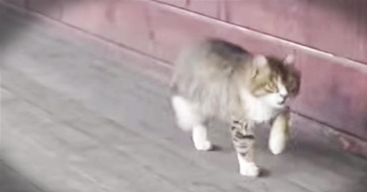This Kitty Is Ready For The Runway. Check Out That Cat Walk! - Cute Videos