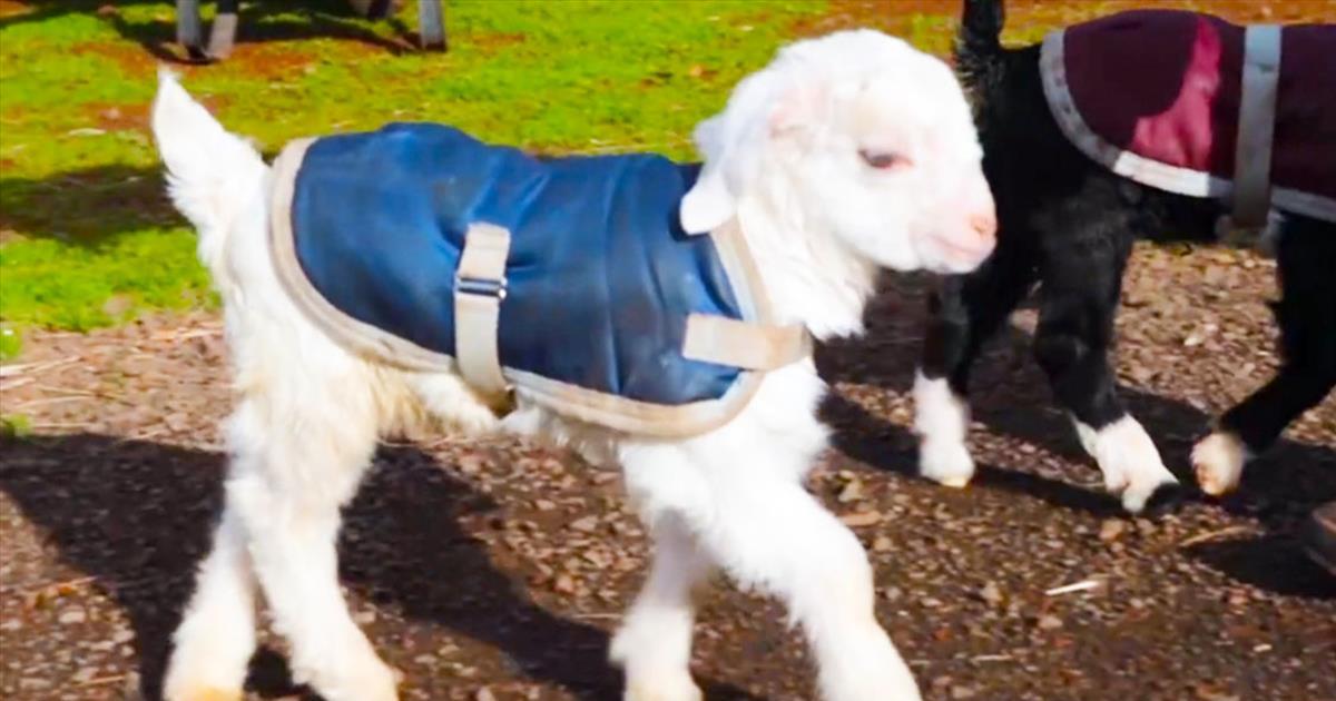 Frostie The Snow Goat Is Ditching His Wheels And Reaching For The Sky ...