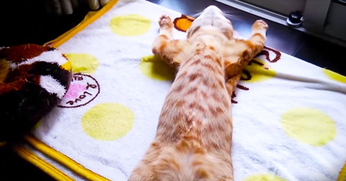 Apparently, This Kitty Has An 'Off' Switch, And It's Completely ...