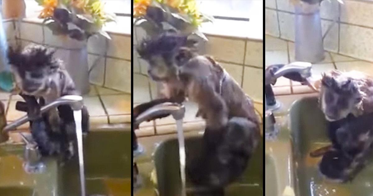 This Tiny Monkey Is Getting All Clean. And It’s Easily The World’s ...