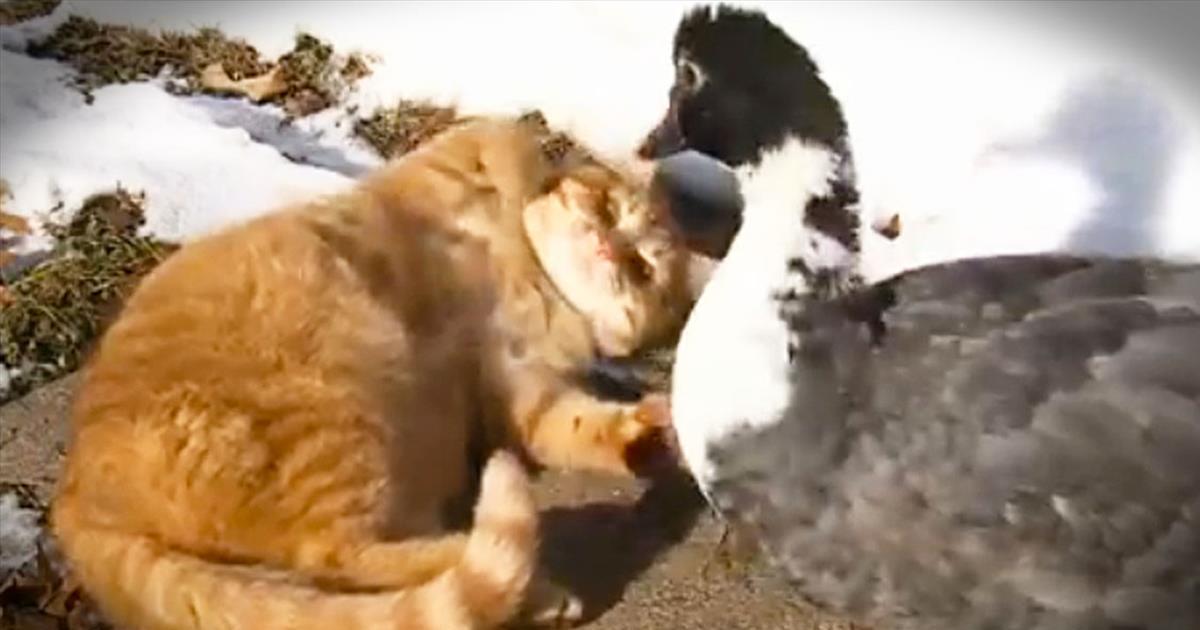 2 Cats Are Best Friends With An Adorable Duck - Cute Videos