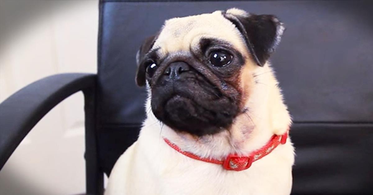 Owner Is Surprised To Find Adorable Pug Playing Minecraft - Comedy Videos