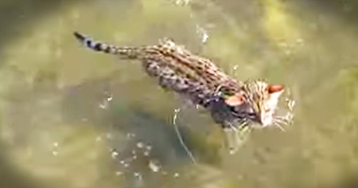 Adorable Kitten Takes First Swim At The Beach - Cute Videos