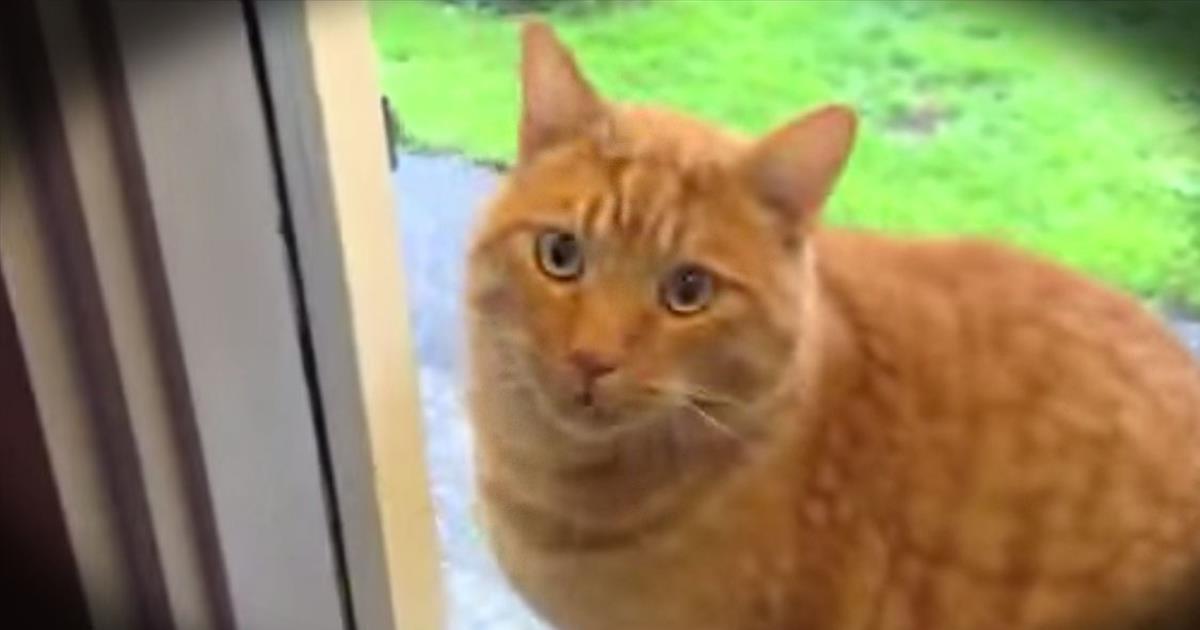 Adorable Kitten Rings Doorbell To Be Let In - Cute Videos
