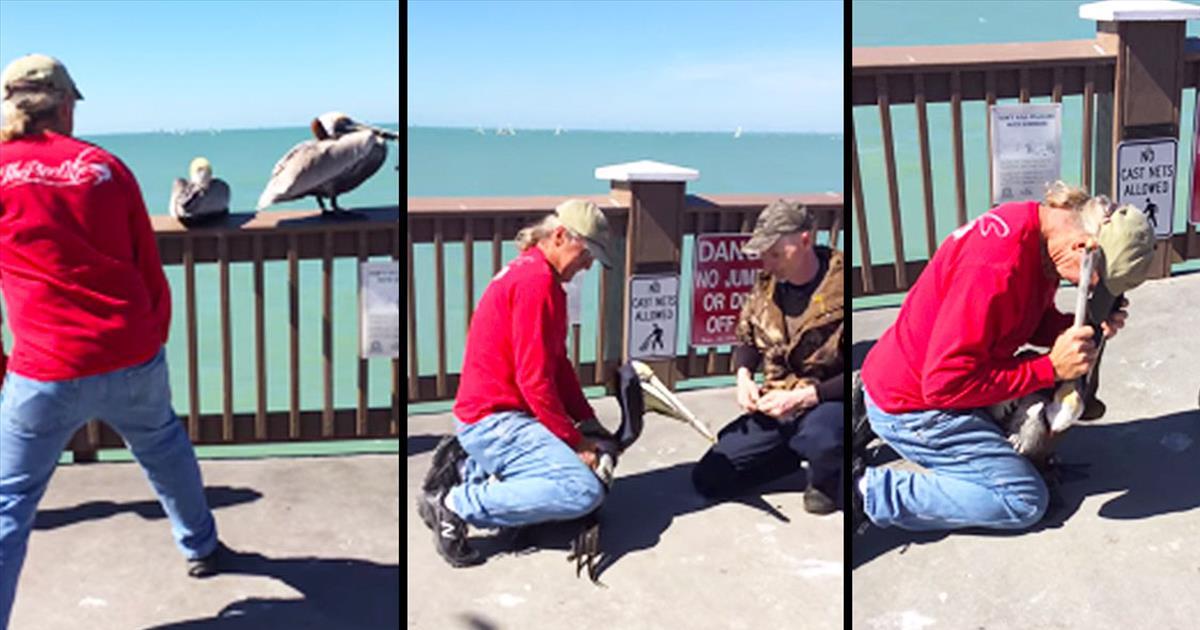 Brave Men Help Pelican With Wire Wrapped Around Beak - Inspirational Videos