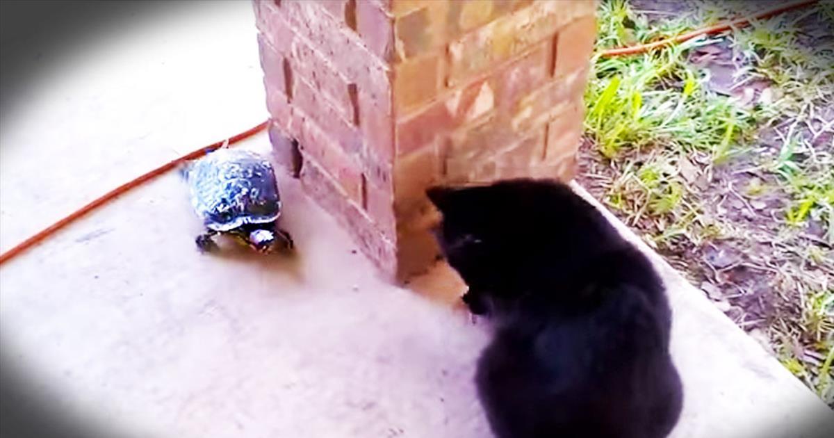 Cat And Turtle Play The CUTEST Game Of Tag - Cute Videos