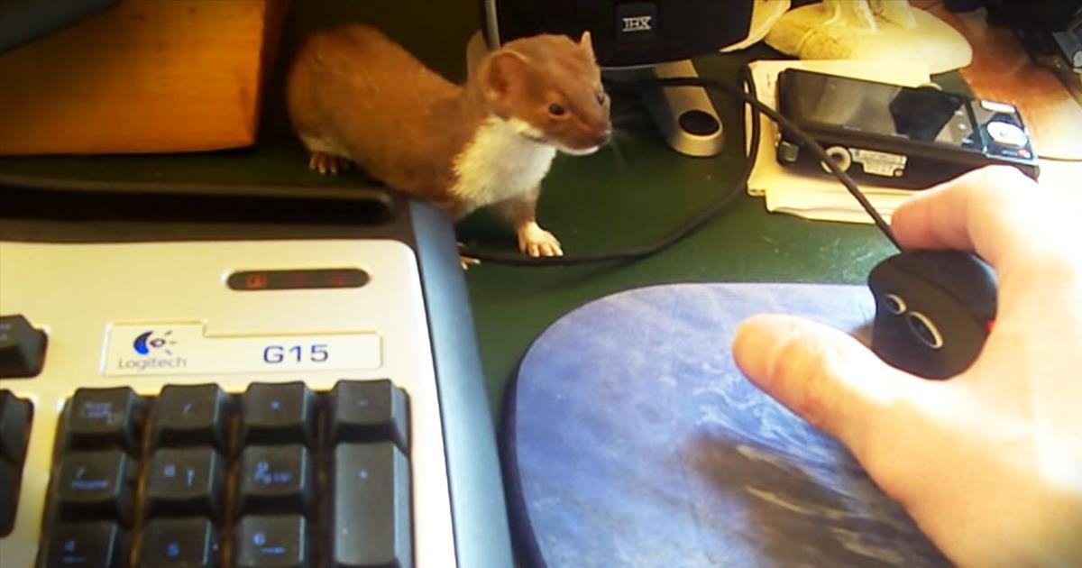 Rescued Weasel Has Adorable Play Time With Owner - Cute Videos