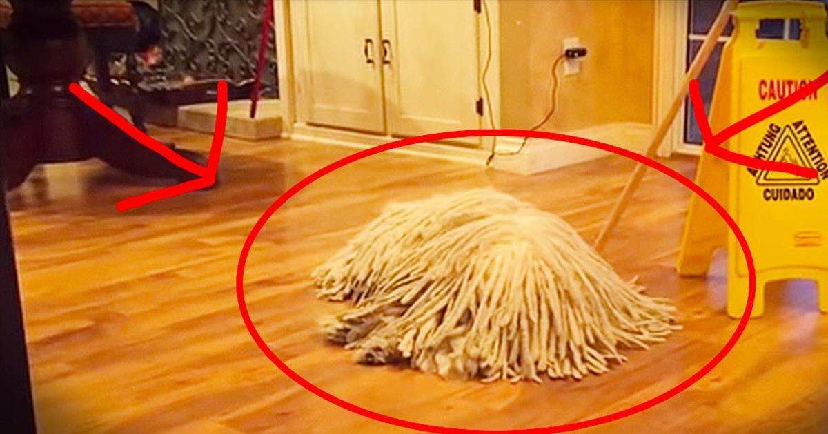 Ordinary Looking Mop Holds Furry Surprise - Cute Videos