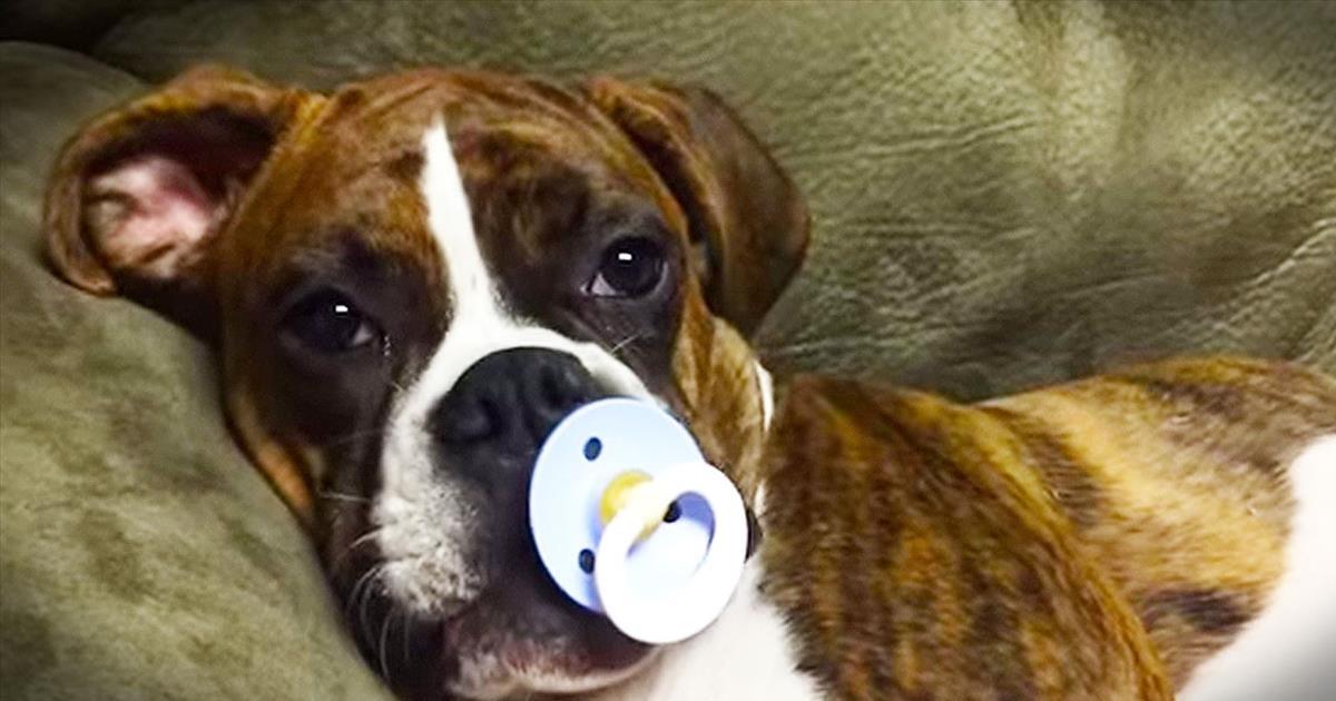 Boxer Falls Asleep With Pacifier - Cute Videos