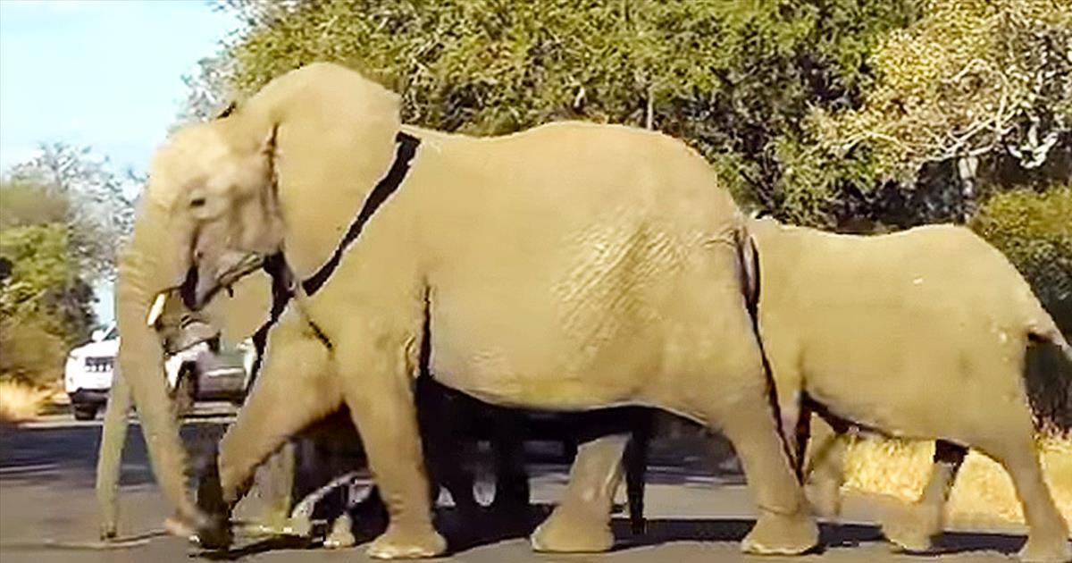Family Of Elephants Cross Busy Road With Baby - Cute Videos