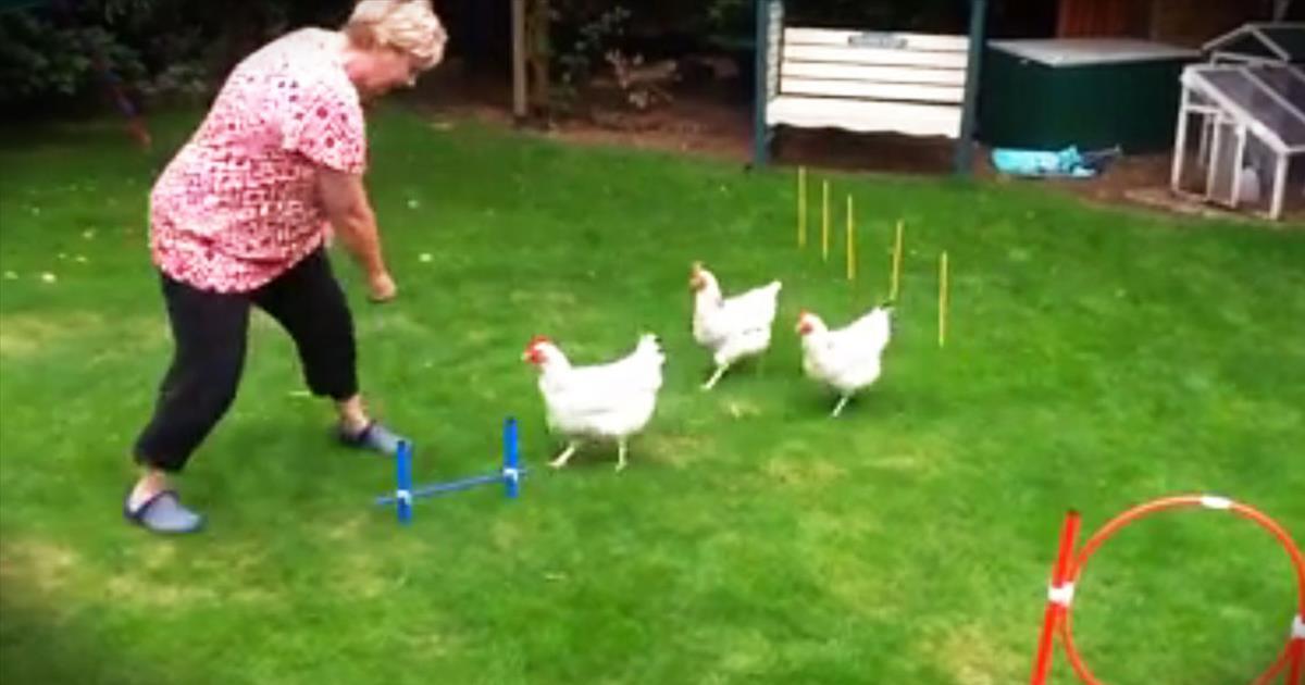 3 Chickens Will Crack You Up With Obstacle Course Skills - Comedy Videos