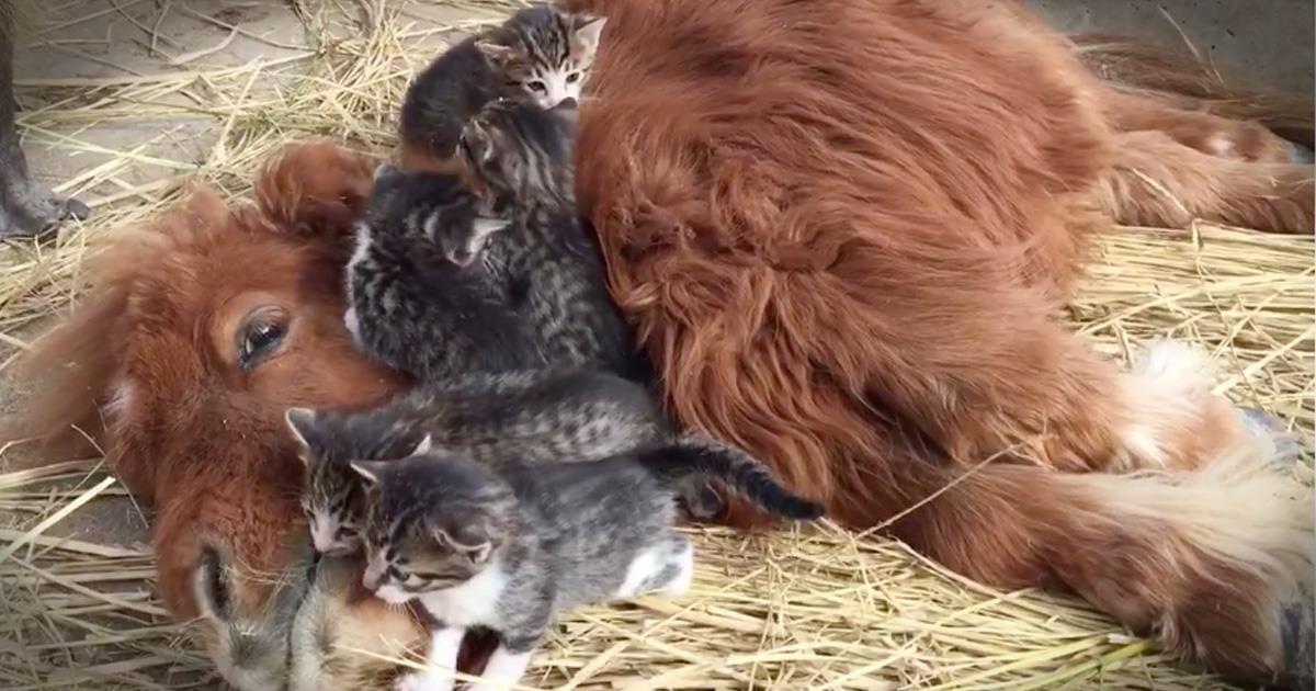Unusual Animals Have The Most Adorable Snuggle Time - Cute Videos