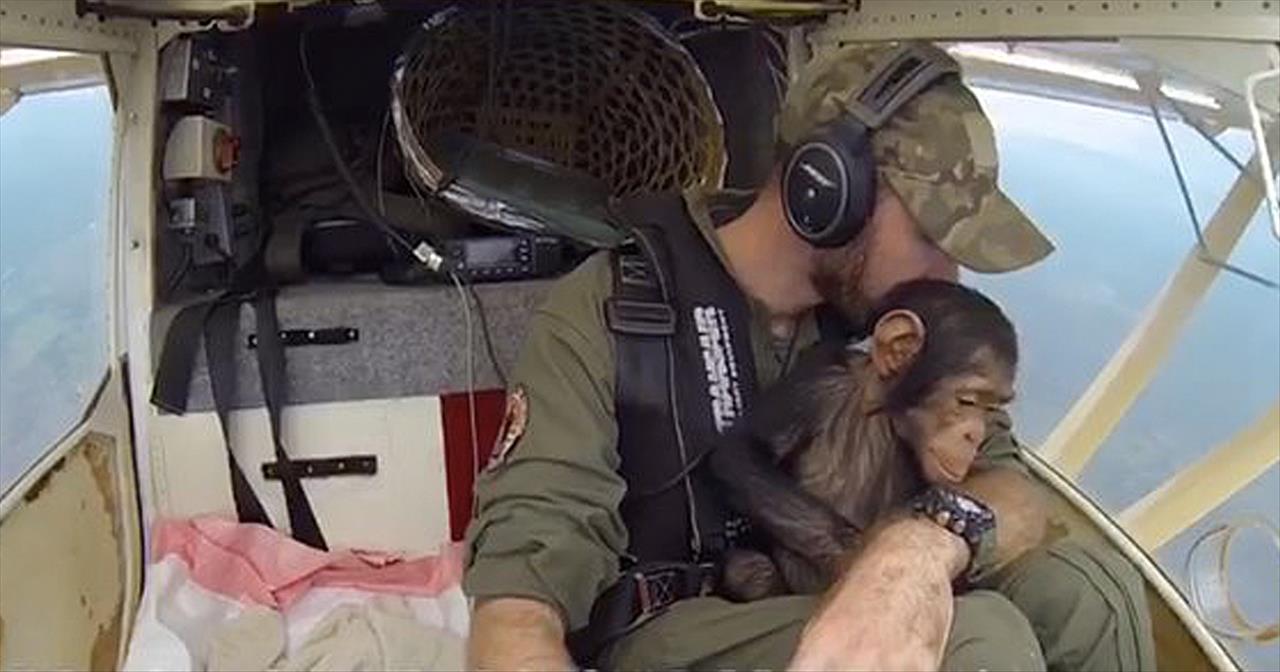 Rescue Pilot Saves A Baby Chimp And They Take An Adorable Flight To Safety