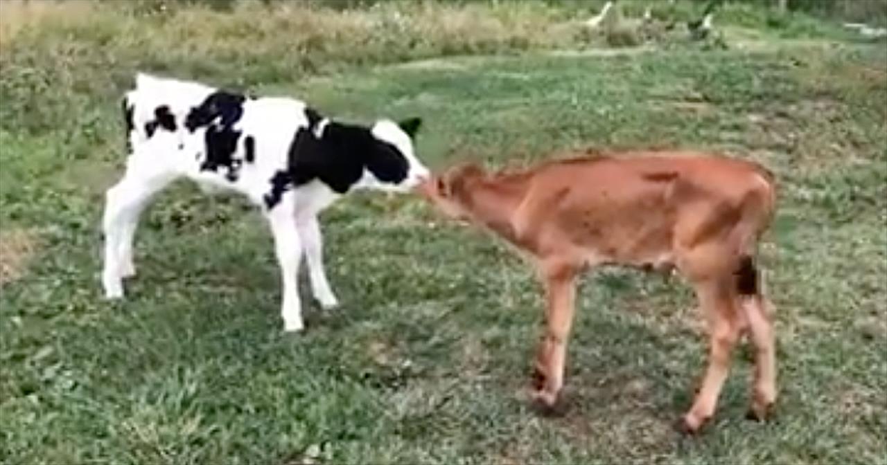 Adorable Cows Meet And Become The Best Of Friends