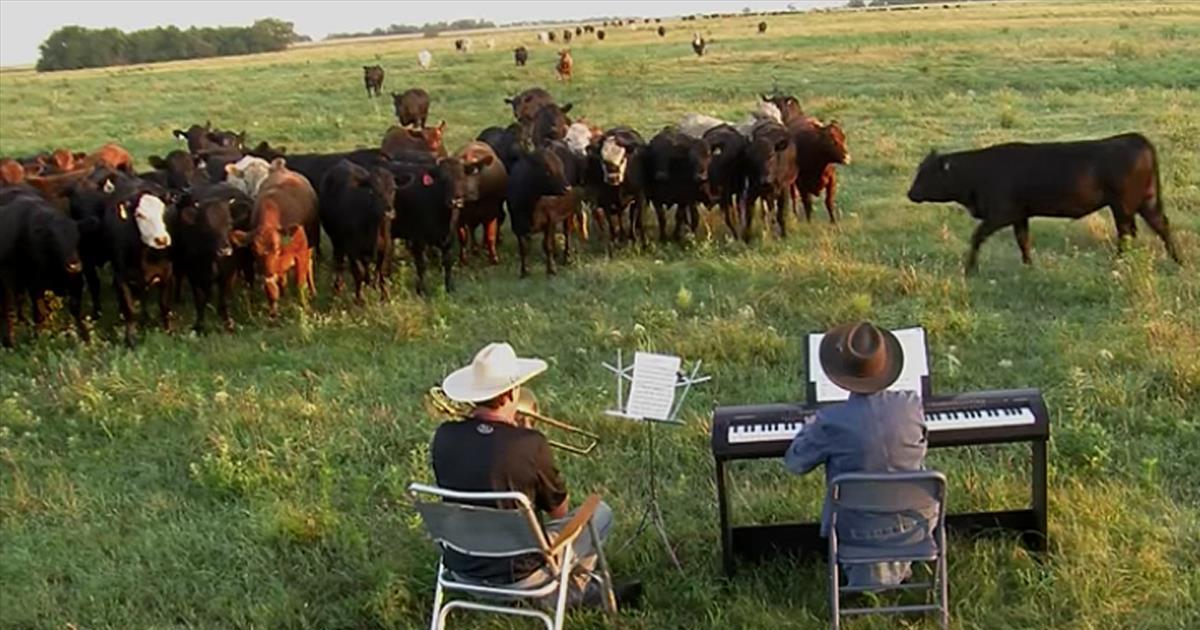 Farmer Derek Uses A Trombone And Piano To Bring In The Cows - Cute Videos