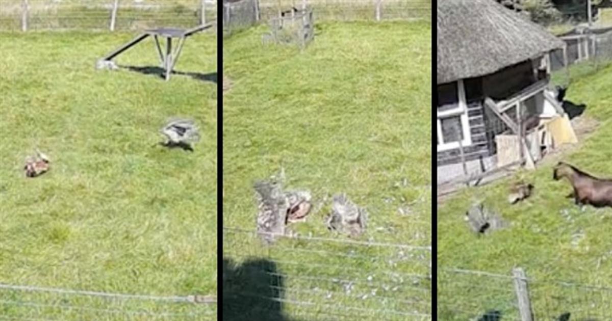 Goat And Rooster Run To Save Chicken From Hawk Attack - Staff Picks