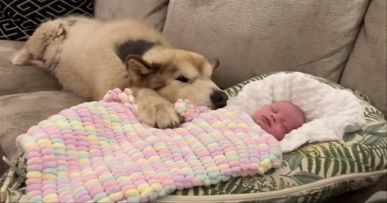 Dog Meets New Tiny Human Friend