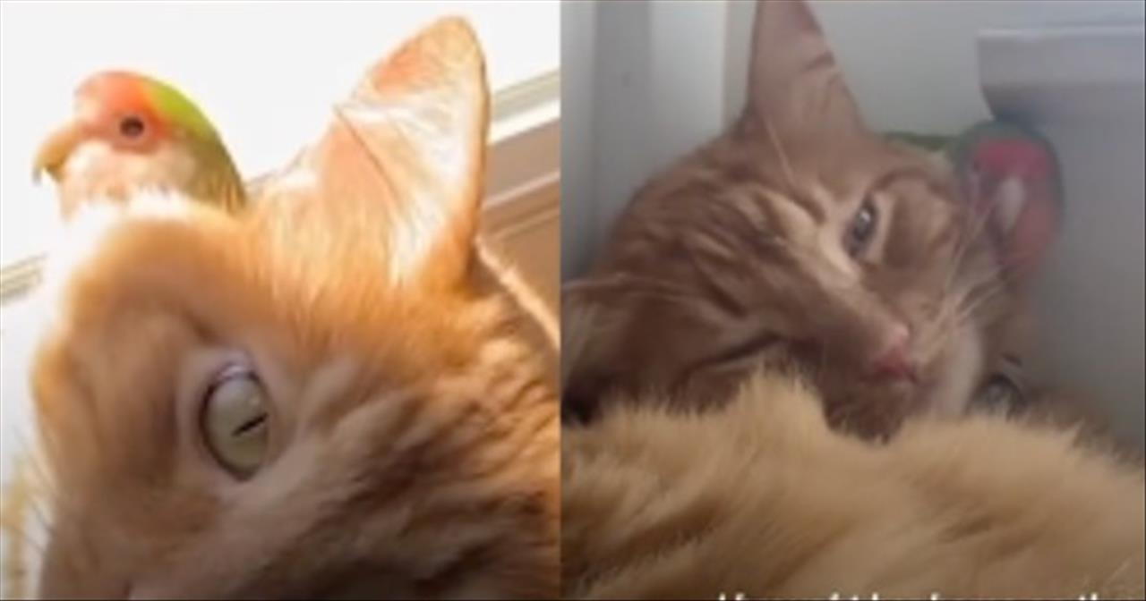 Best Friends, A Cat, and Bird Are Inseparable