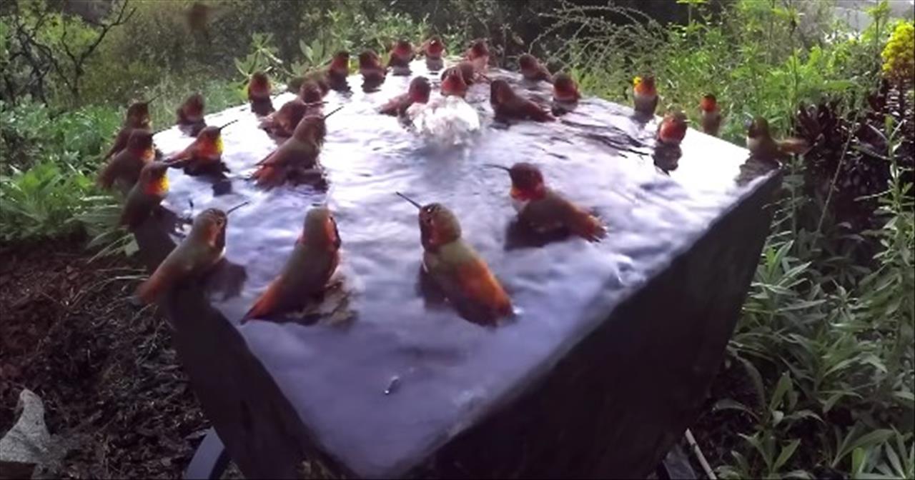 Camera Captures 30 Hummingbirds Enjoying A Pool Party