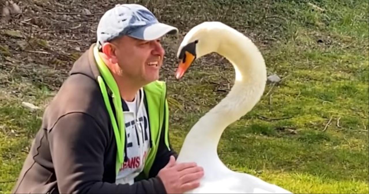 Man Has Sweetest Friendship With Swan After Saving An Egg