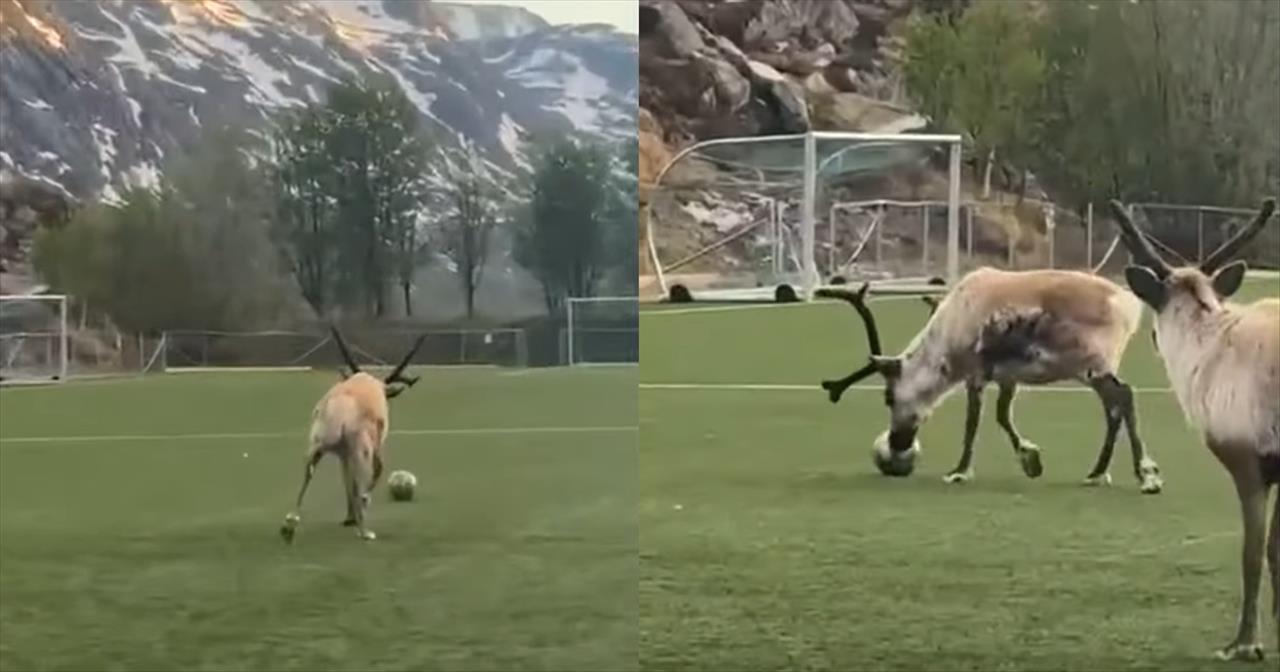 Massive Reindeer Stuns with Incredible Soccer Skills
