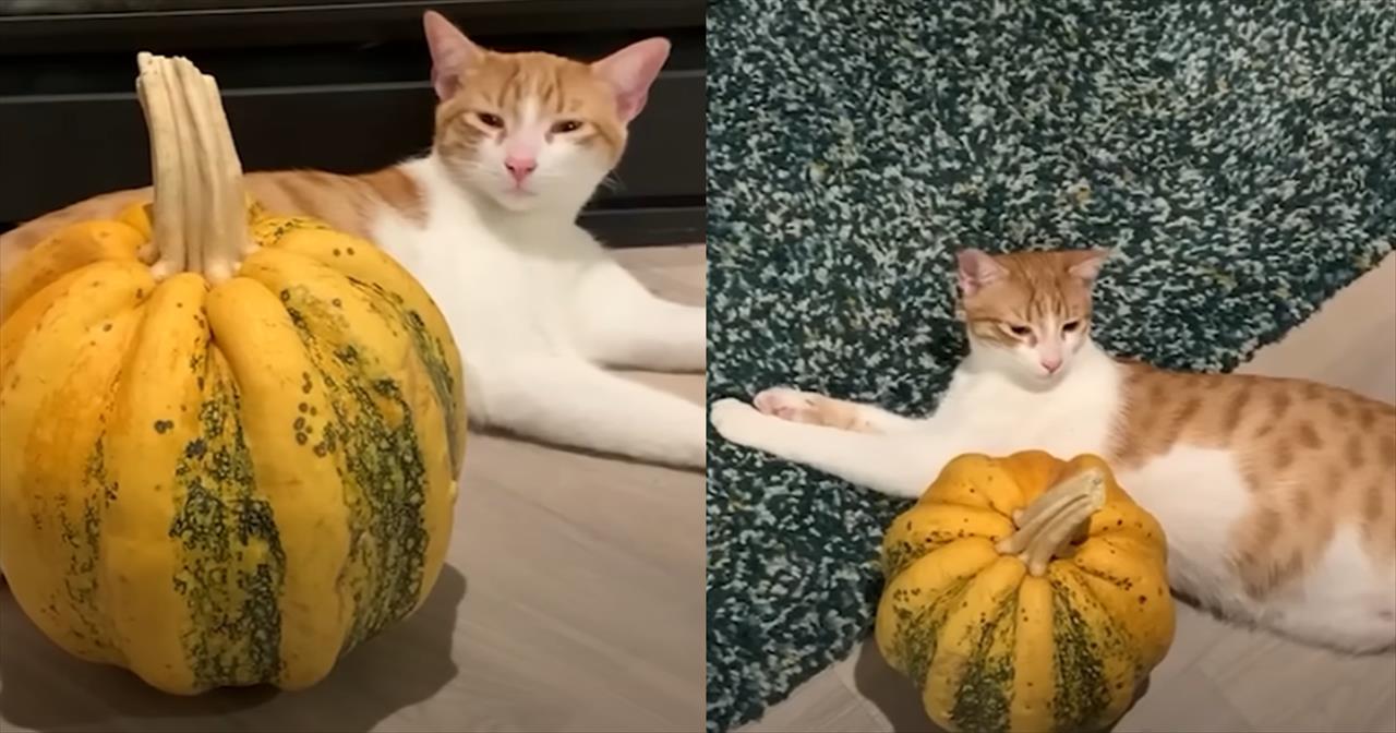 Cat Forms Adorable Bond with Pumpkin