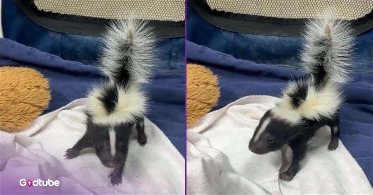 This Baby Skunk Might Be the Cutest Thing You See All Day