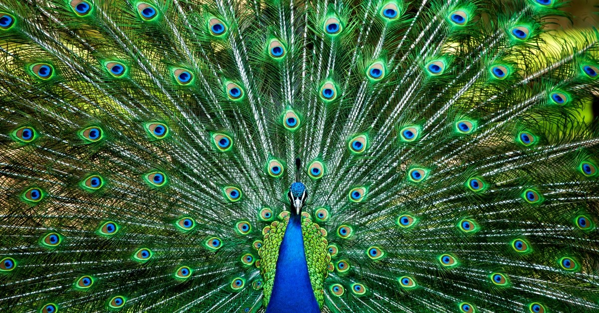 What Does Harboring Pride in Our Hearts Do to Us? - Topical Studies ...