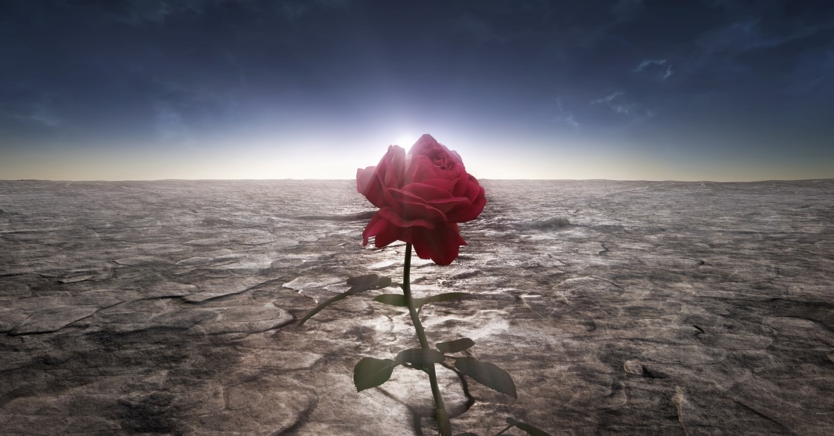 Does the Bible Really Say to Bloom Where God Plants You? - Unity In ...