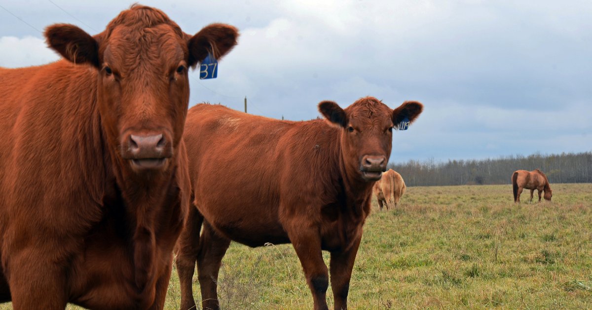 Red Heifers in the Bible: Top Scriptures and Meaning | Bible Study Tools