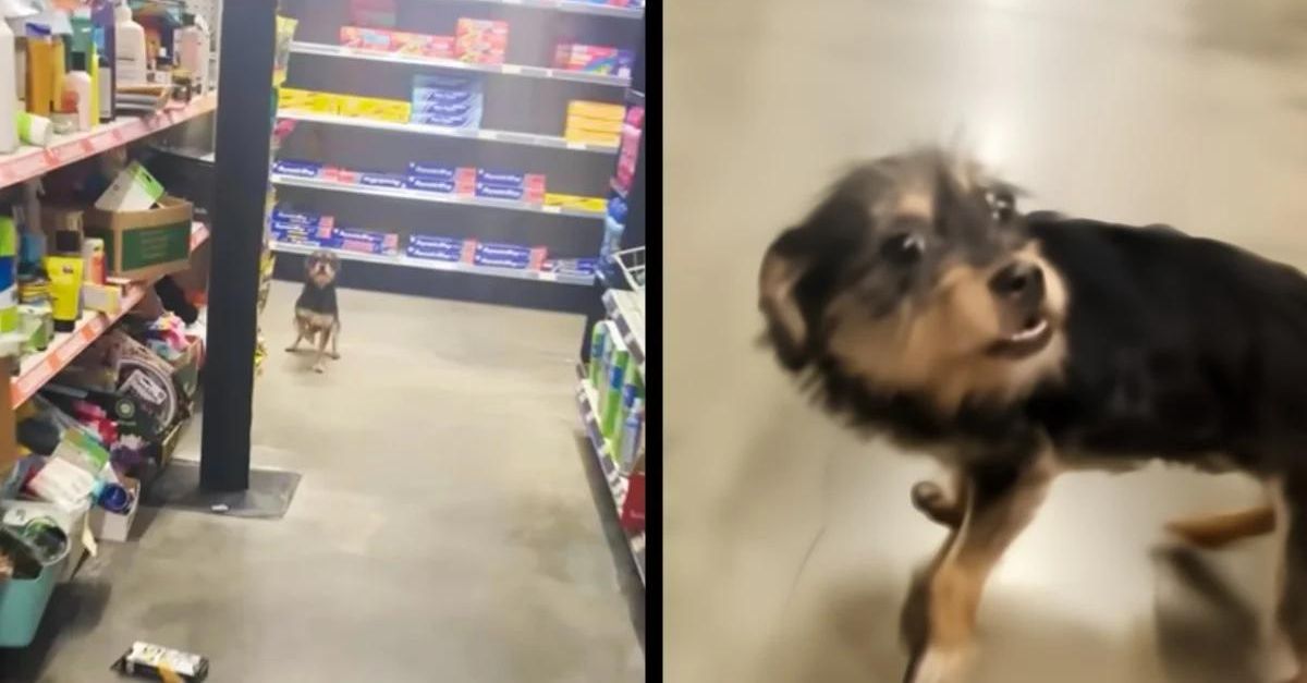 Man Spots a Dog in Dollar General, Then Realizes the Poor Pup Is All ...
