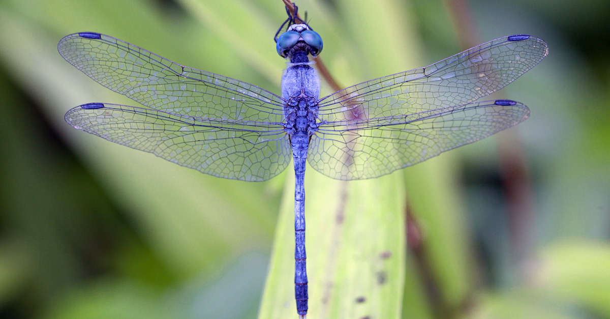 Bible Verses About Dragonflies | Bible Study Tools