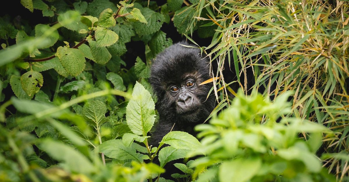 The Invisible Gorilla and the Spiritual Blind Spots We All Have - Dr ...