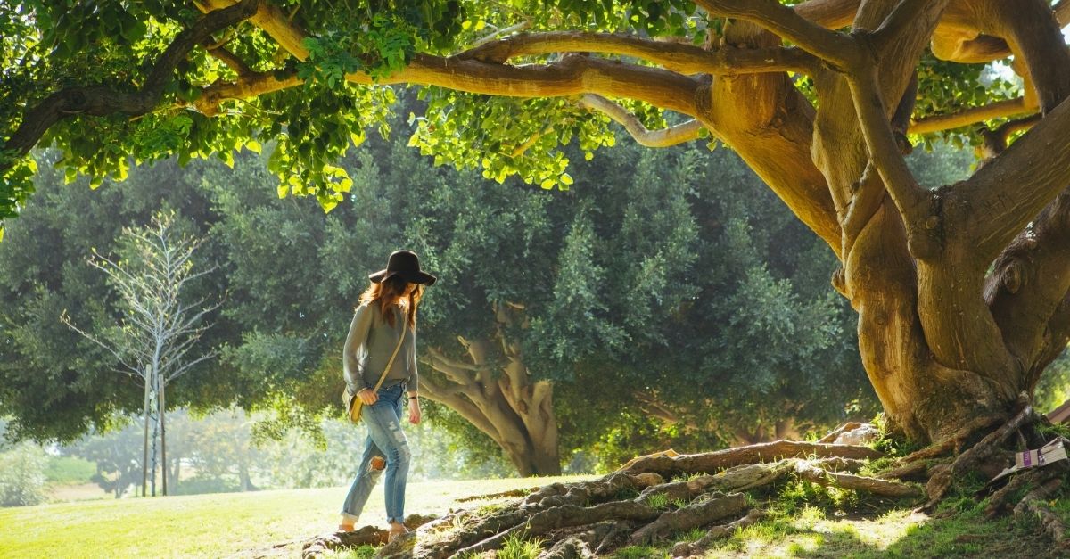 6 Trees in the Bible That Point Us to God's Justice, Mercy, and Eternal ...