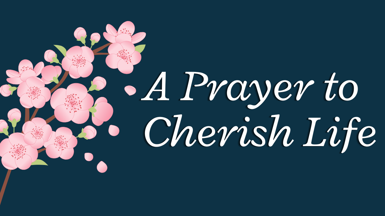 A Prayer to Cherish and Uphold the Sanctity of Life | Your Daily Prayer ...